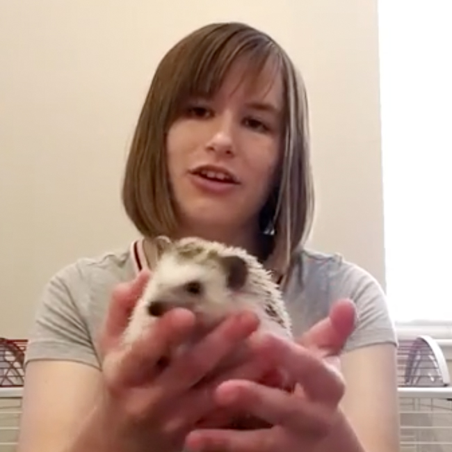 Animal Encounters: Hedgehog - DISCOVERY Children's Museum